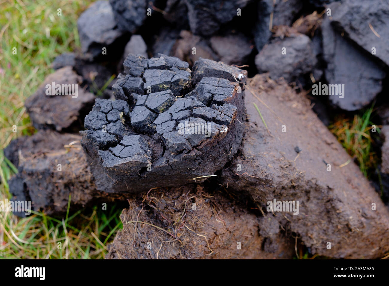 Marshy Soil Stock Photos & Marshy Soil Stock Images - Alamy