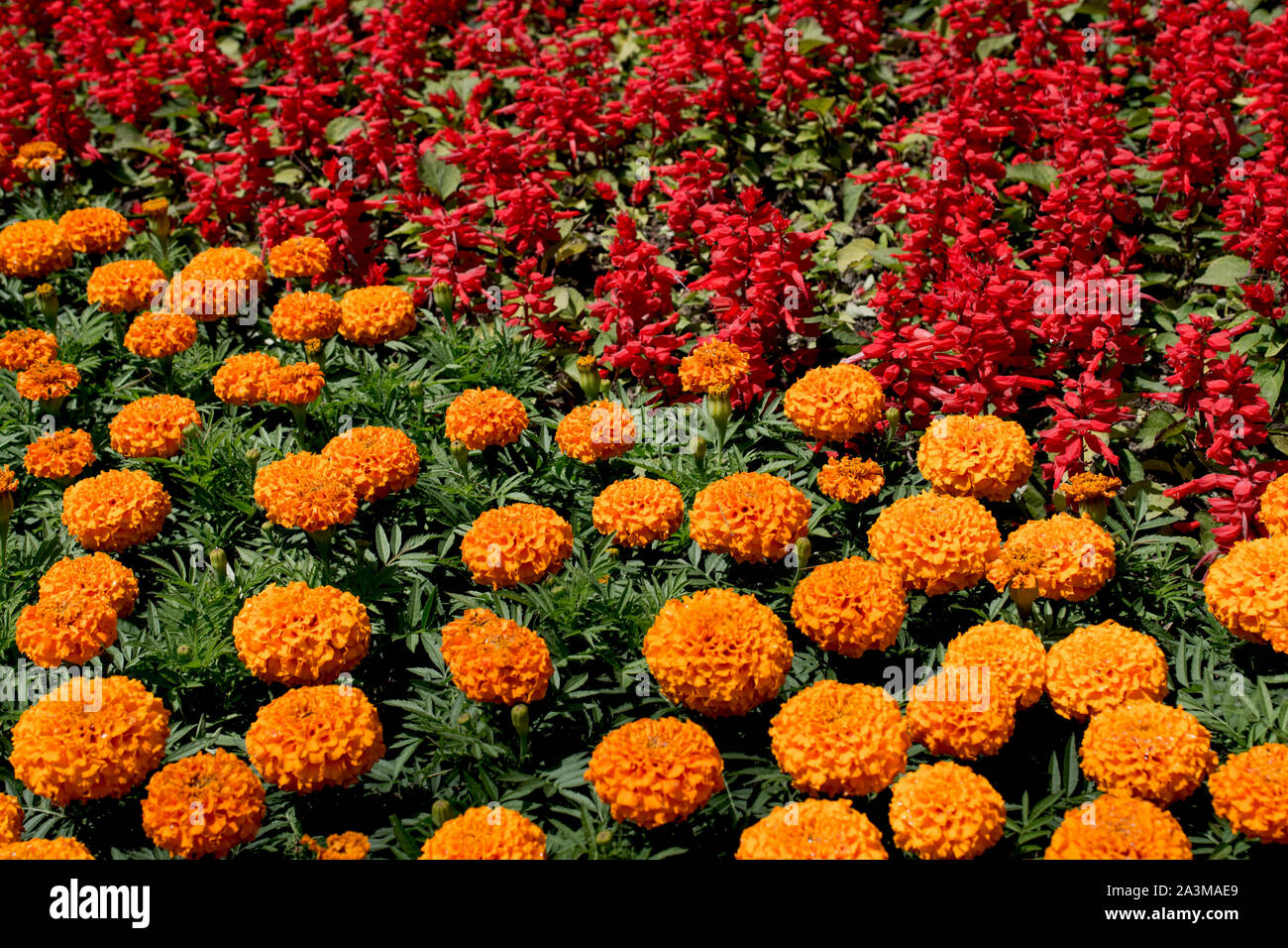 Beautiful fresh flowers as a nature background Stock Photo - Alamy