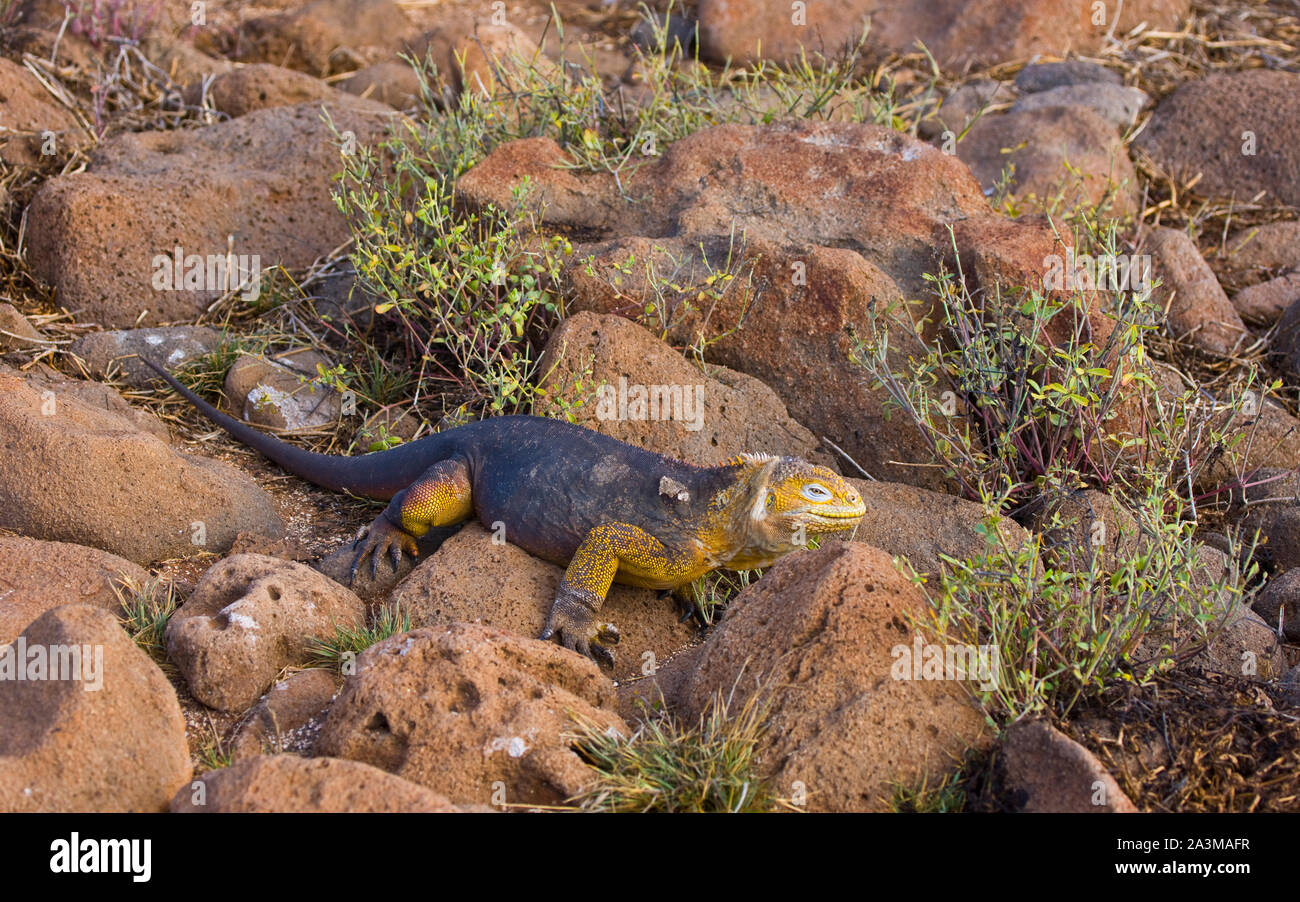 Fauna terrestre hi-res stock photography and images - Alamy