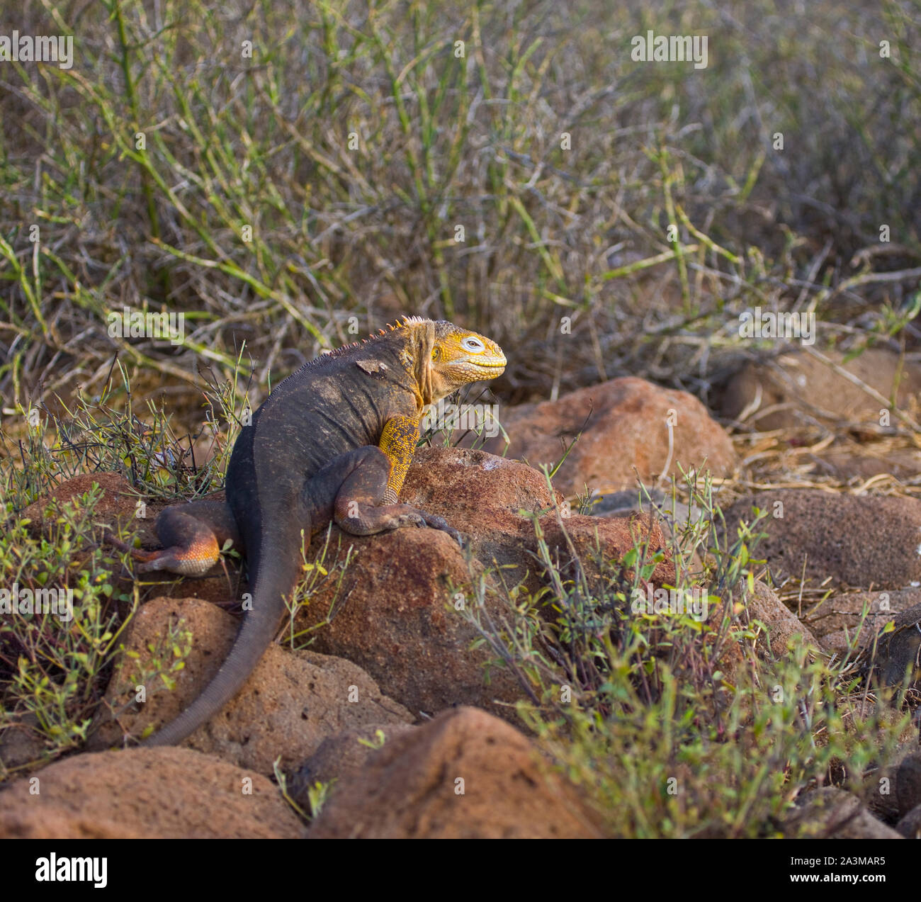 Fauna terrestre hi-res stock photography and images - Alamy