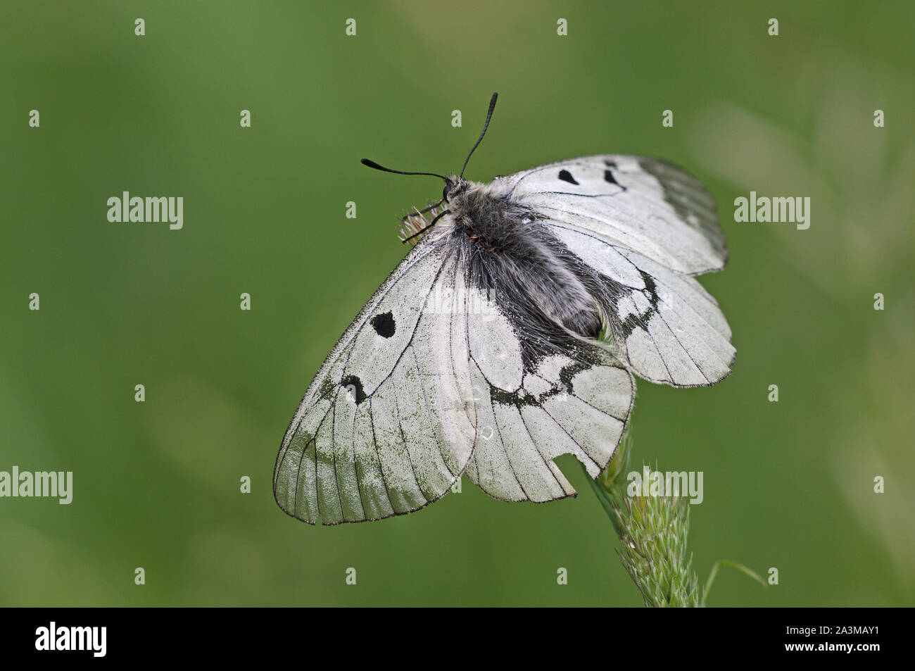 Clouded Apollo (Parnassius mnemosyne) black and white butterfly ...