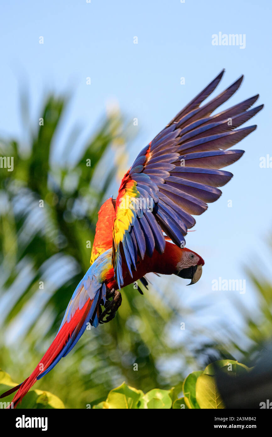 Scarlet macaw flying hi-res stock photography and images - Alamy