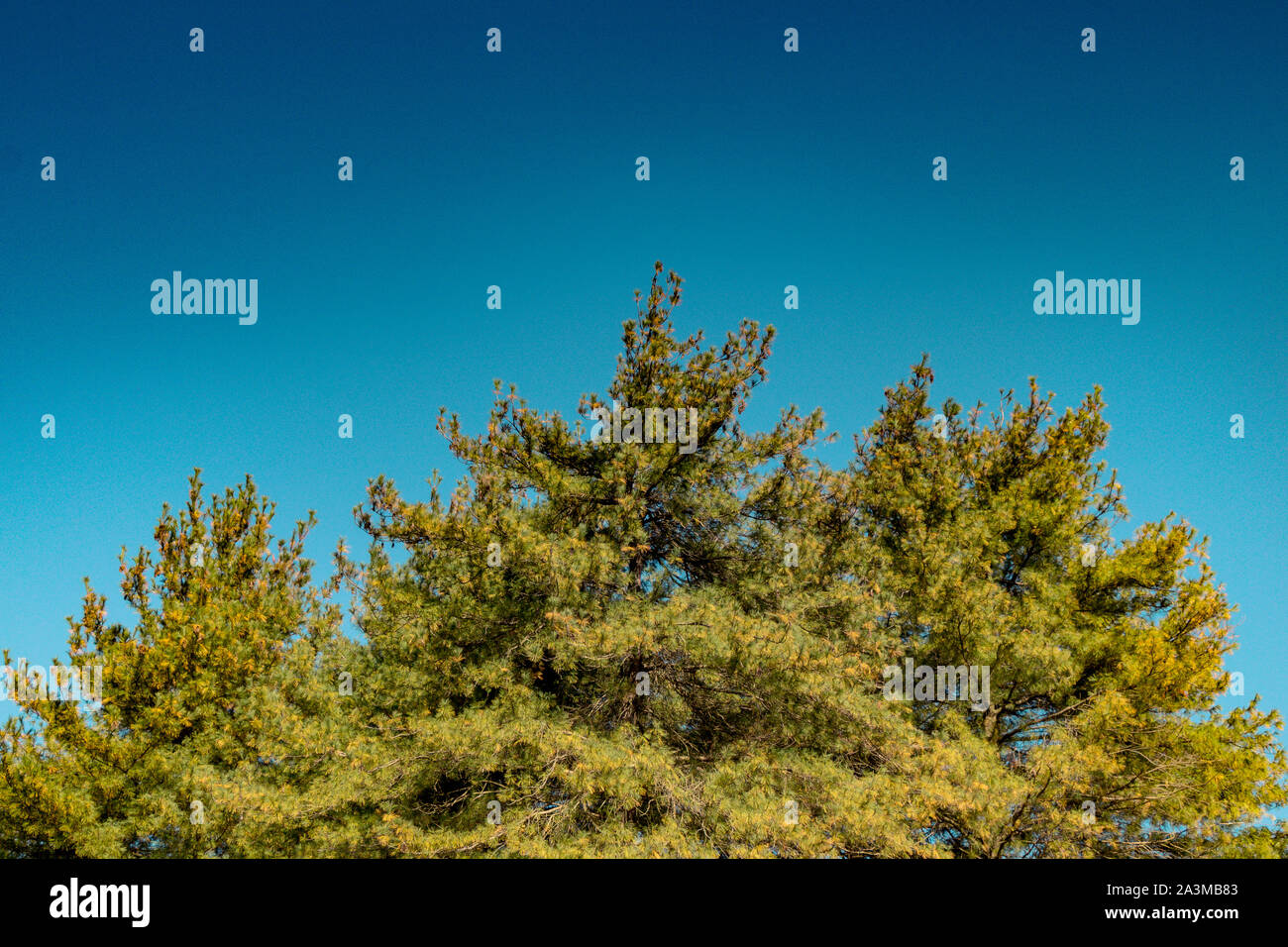 Top part of tree leaves with branches with sky view Stock Photo - Alamy