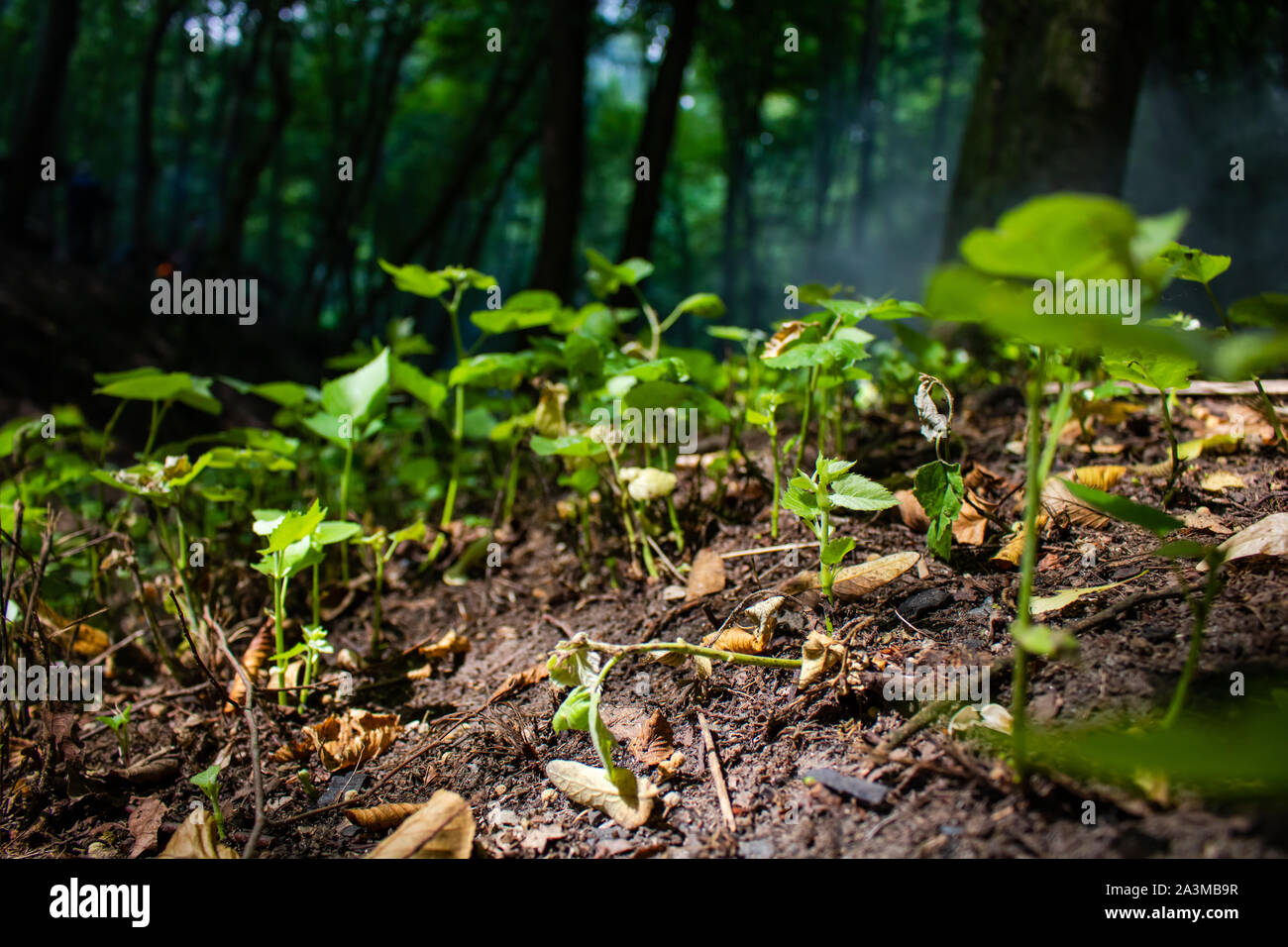 Little plants on the forest ground Stock Photo - Alamy