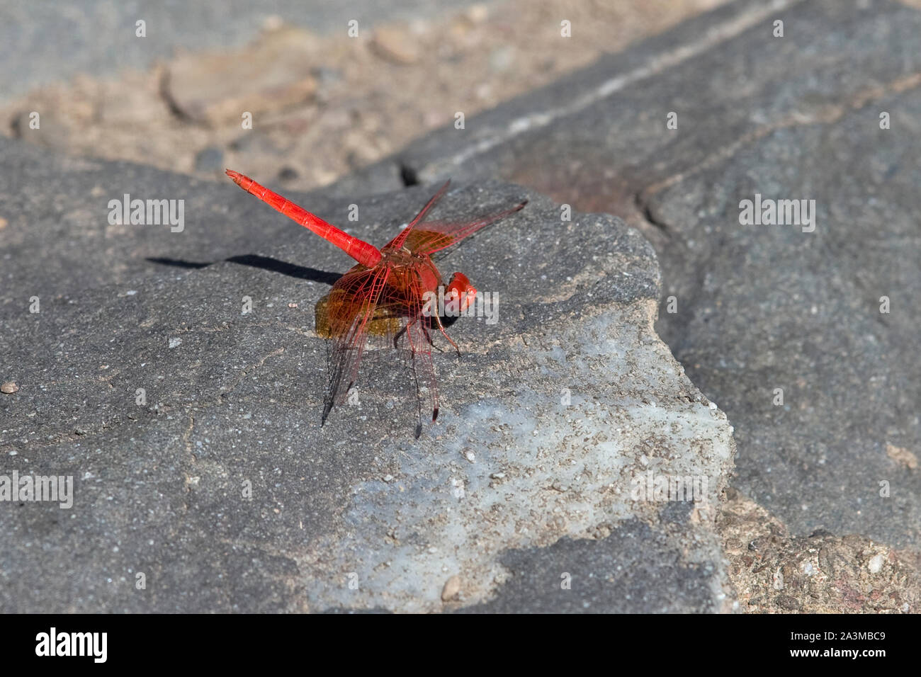 Orange-winged Dropwing (Trithemis kirbyi Stock Photo - Alamy