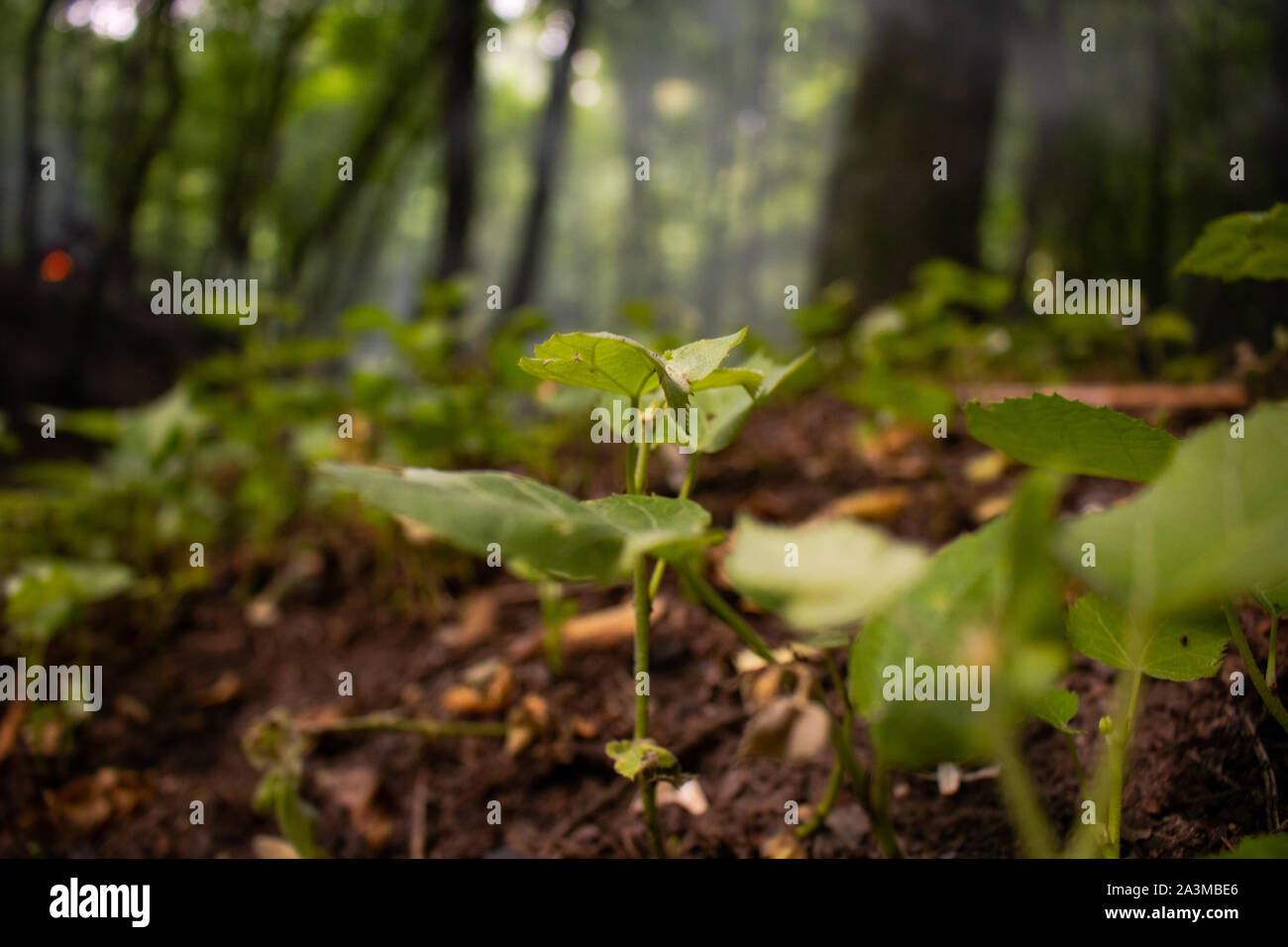 Little plants on the forest ground Stock Photo - Alamy