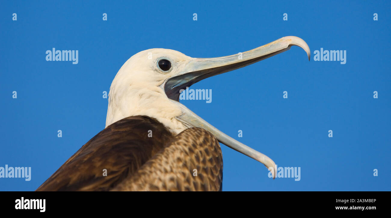 Ecuador. Parque Nacional de las Islas Galapagos. Fragata magnifica ...