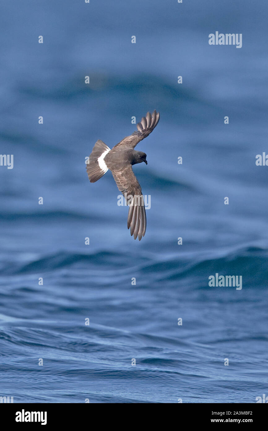 European Storm-petrel (Hydrobates pelagicus Stock Photo - Alamy