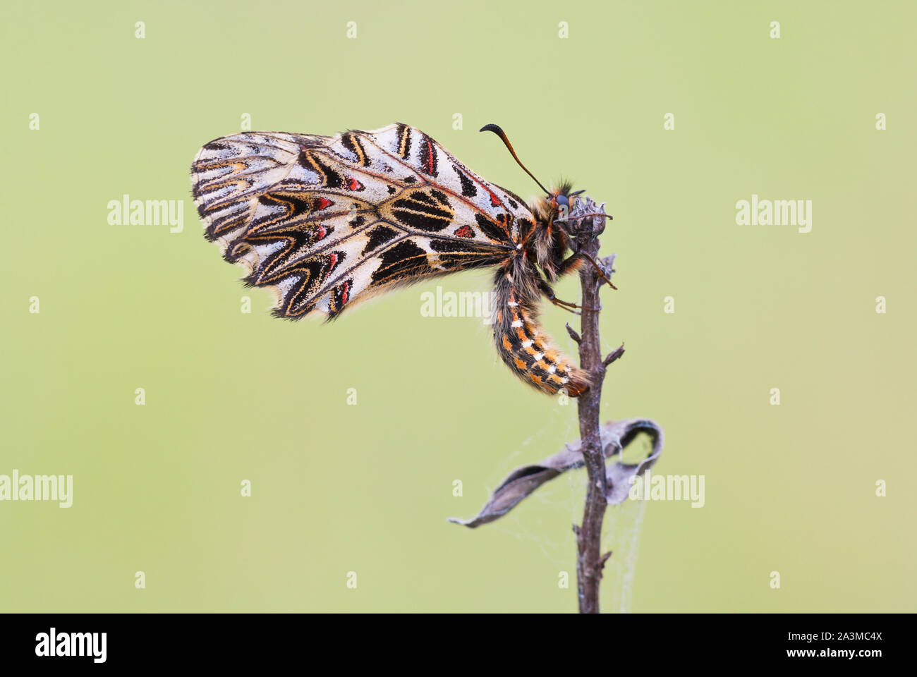 Southern Festoon (Zerynthia polyxena) colorful butterfly in its typical ...