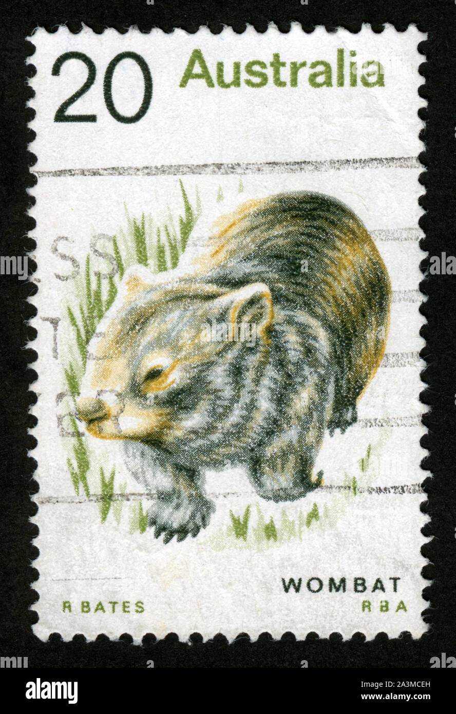 Wombat close up hi-res stock photography and images - Alamy