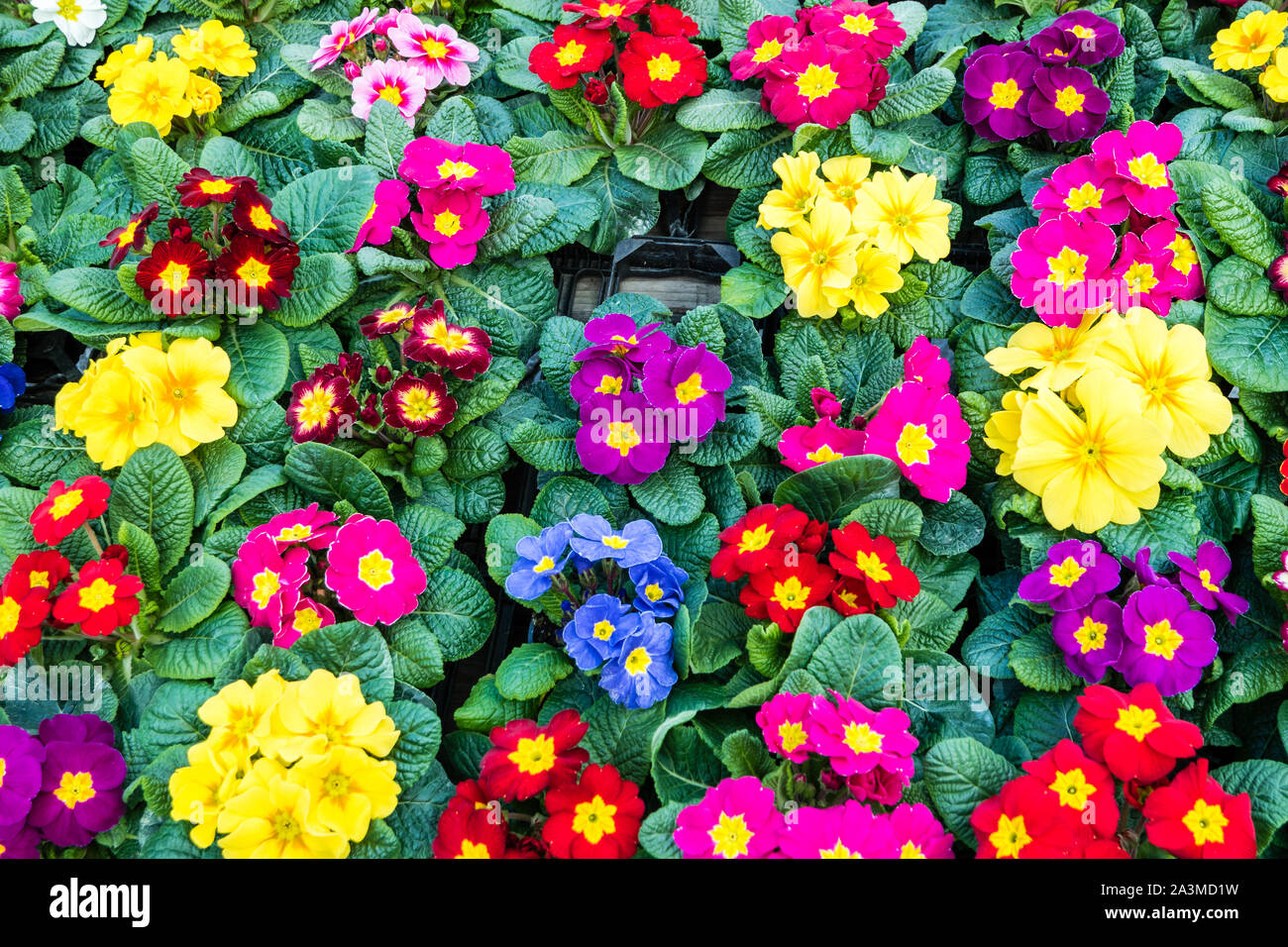 Primula vulgaris hybrid hi-res stock photography and images - Alamy