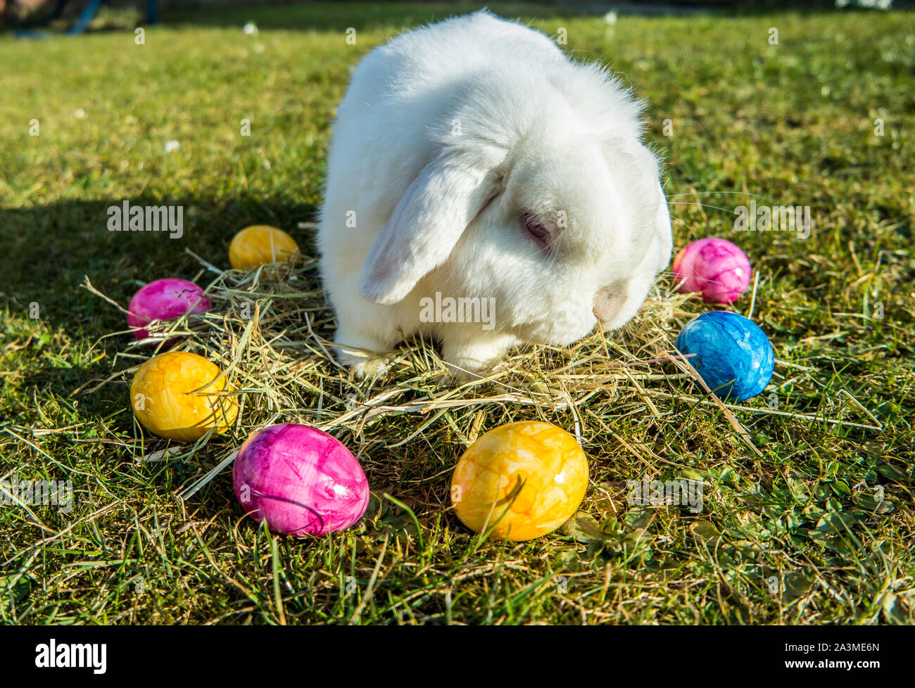 Happy Easter Bunny in the Garden Stock Photo - Alamy