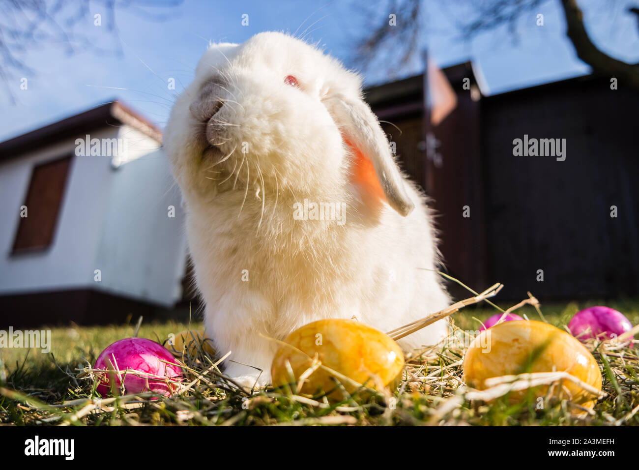 Happy rabbit chicken easter hi-res stock photography and images - Alamy