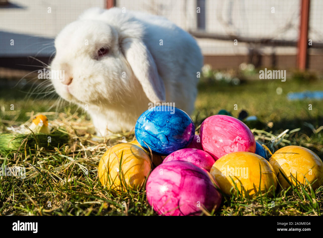 Happy Easter Bunny Stock Photo - Alamy