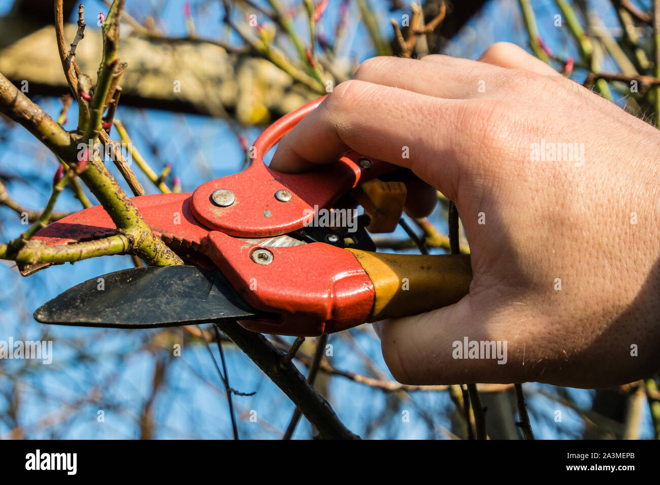Tree pruning in spring Stock Photo - Alamy
