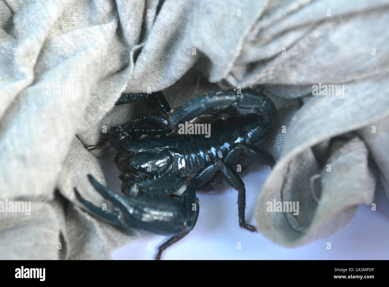 Black Scorpion Tail Isolated High Resolution Stock Photography and ...