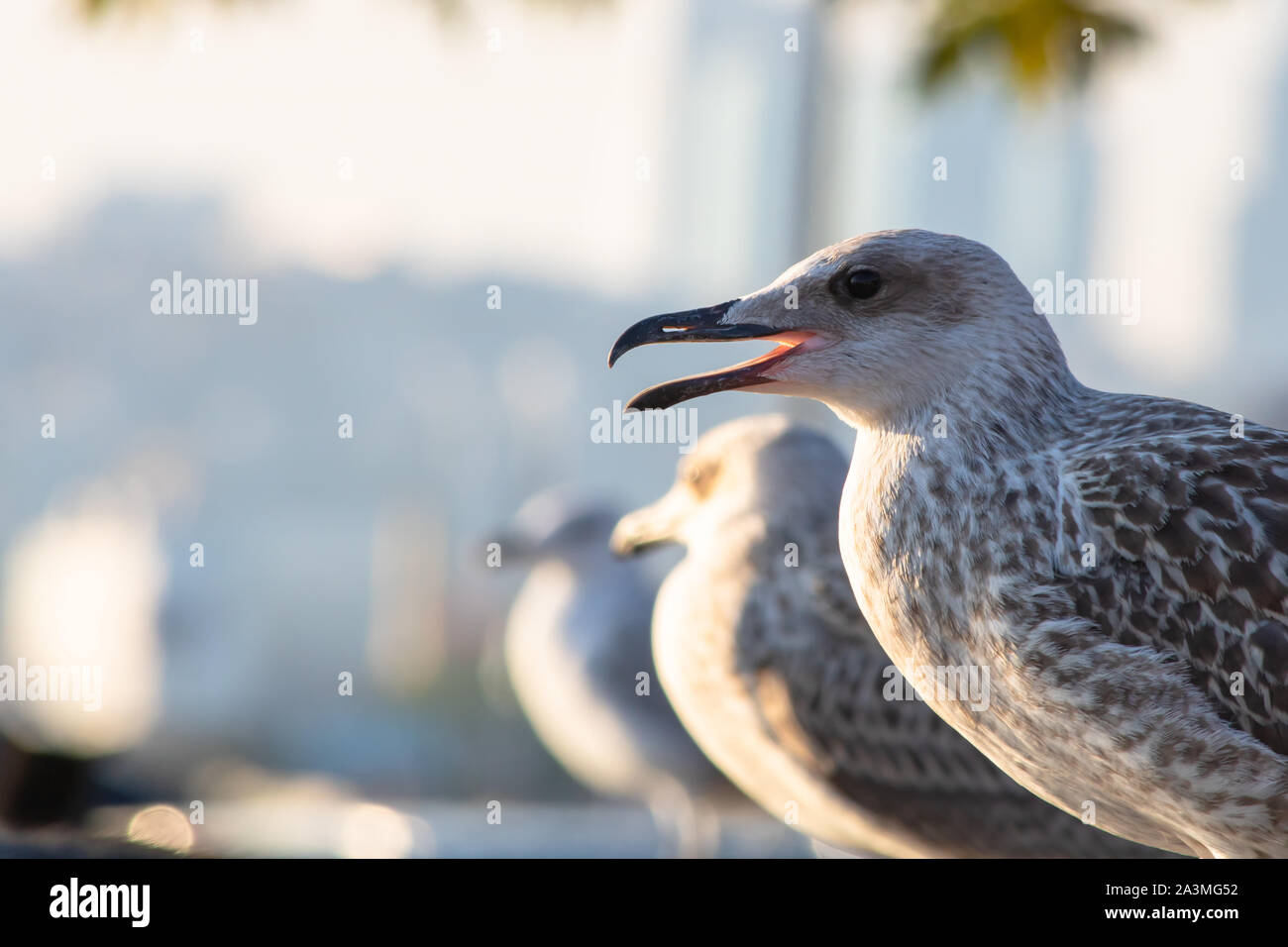 Seagulls shore sky animal wildlife hi-res stock photography and images ...