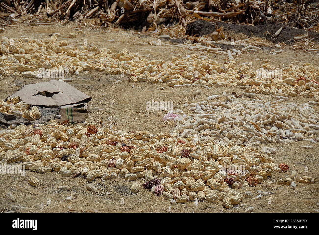 Sun dried maize in Andes area, Peru, South America Stock Photo - Alamy