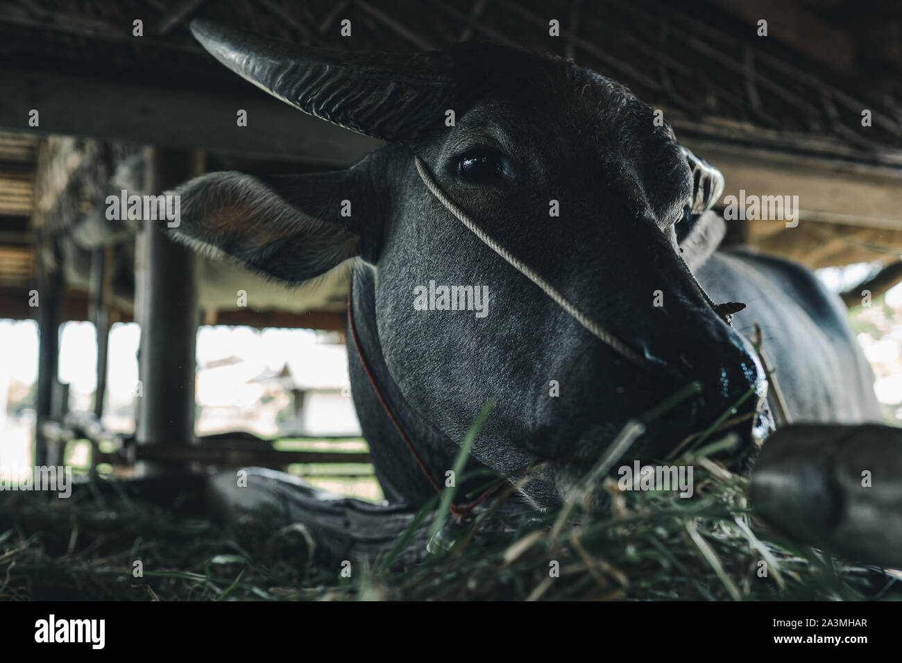 Eye of buffalo Stock Photo - Alamy