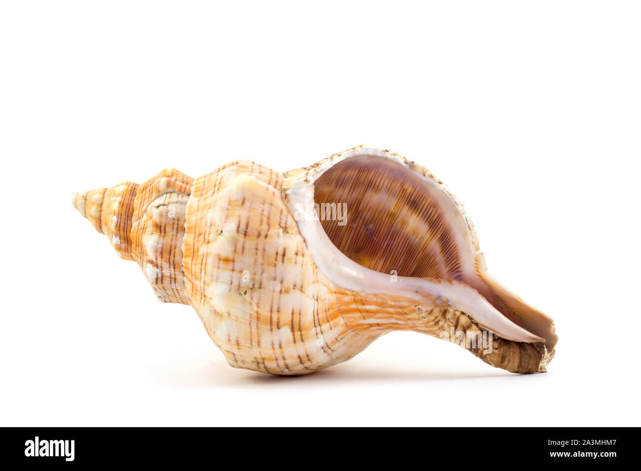Sea shell colors Cut Out Stock Images & Pictures - Alamy