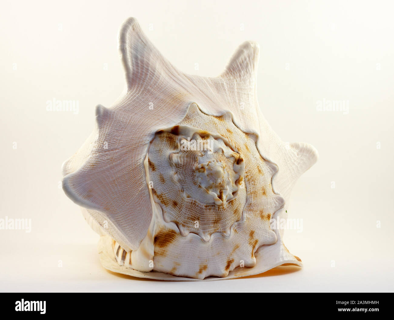 Image of sea shell, stripes Stock Photo - Alamy