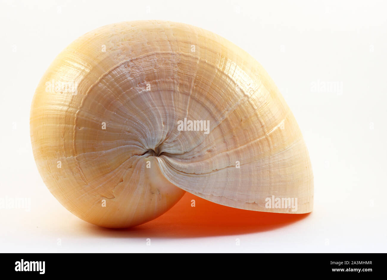 Big sea shell on white background isolated Stock Photo - Alamy