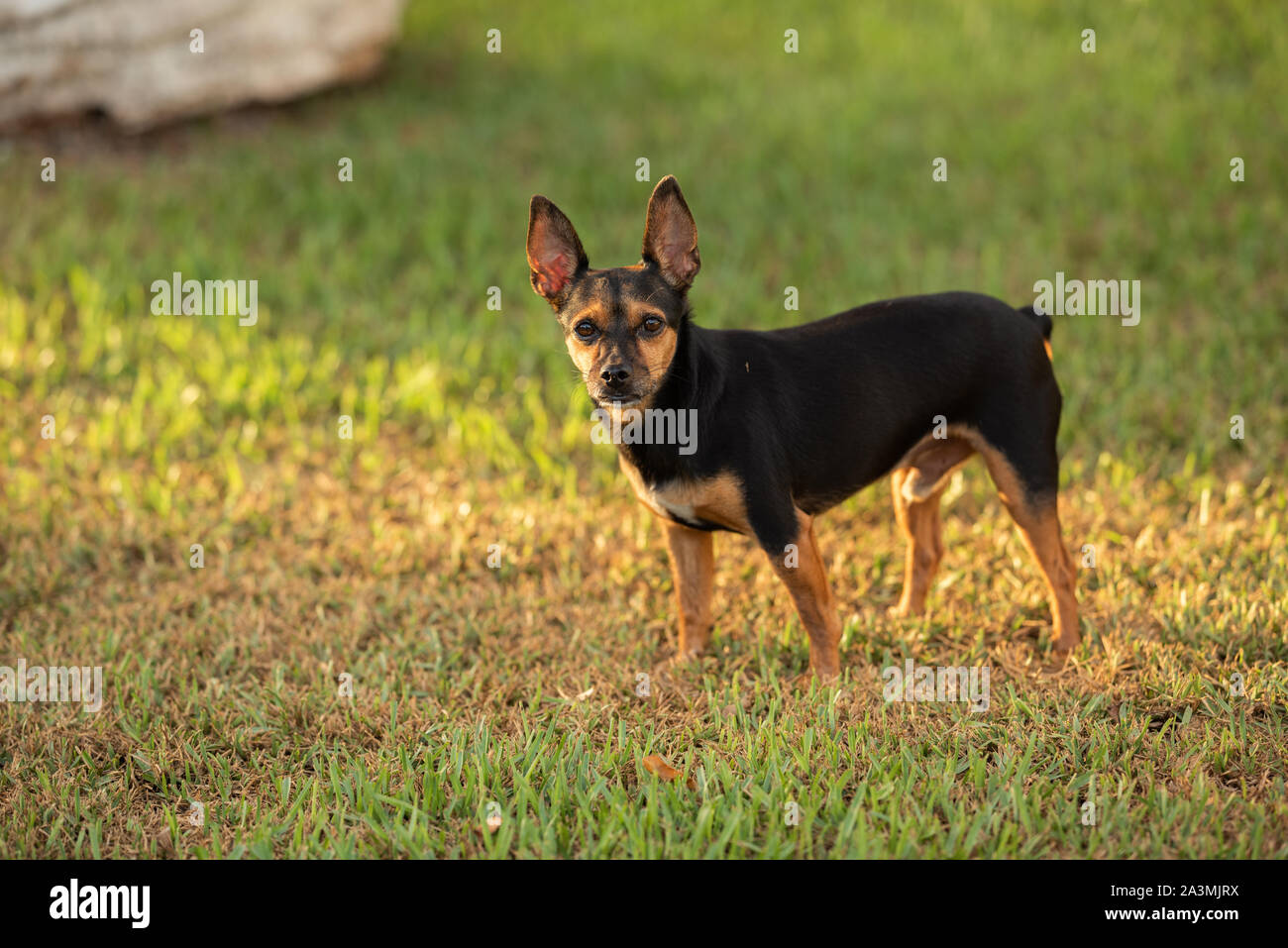 Little dog playing outside in the grass Stock Photo - Alamy