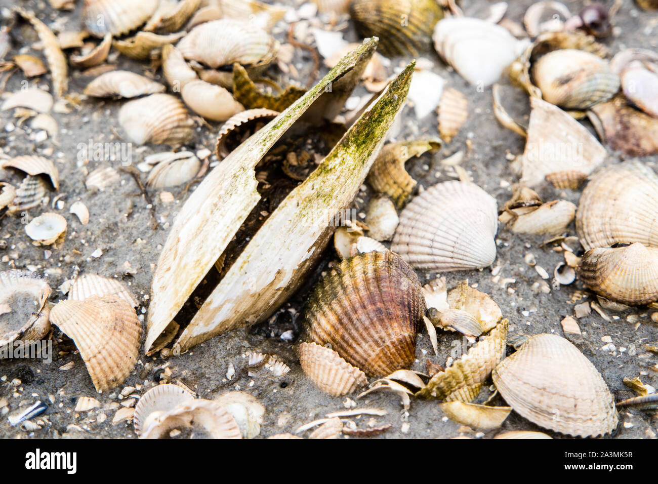 Shells Bank in the Wadden Sea Stock Photo - Alamy
