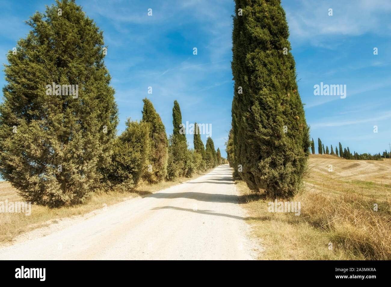 Typical landscapes for Siena Province in Tuscany, Italy. Cypress hills ...