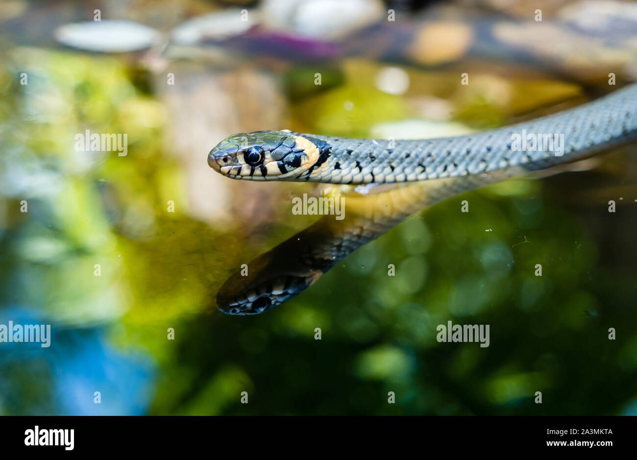 Scaly frog hi-res stock photography and images - Alamy