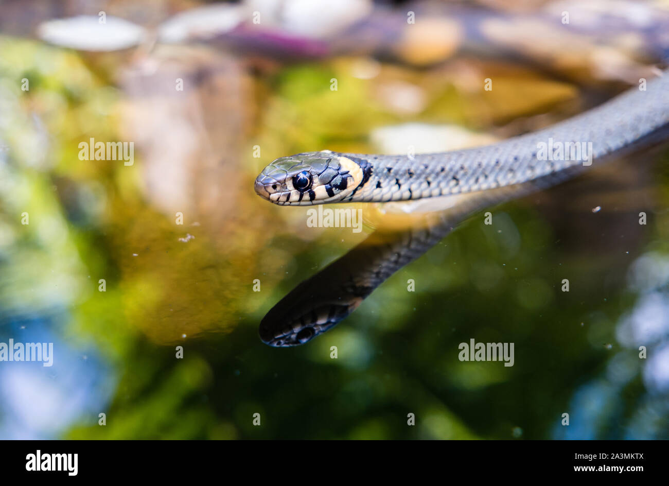 Grass snake in a pond Stock Photo - Alamy