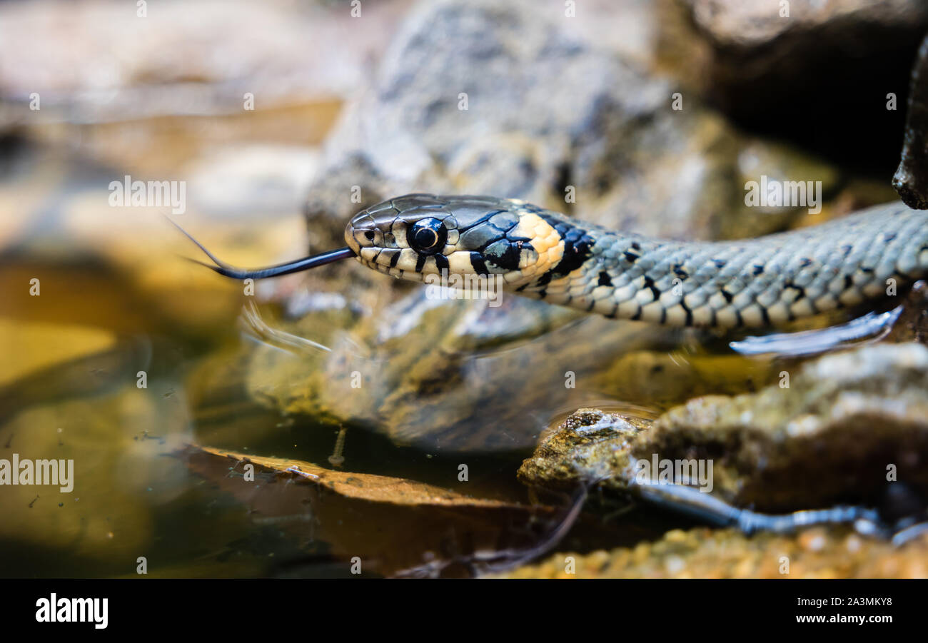 Creeping snakes hi-res stock photography and images - Alamy