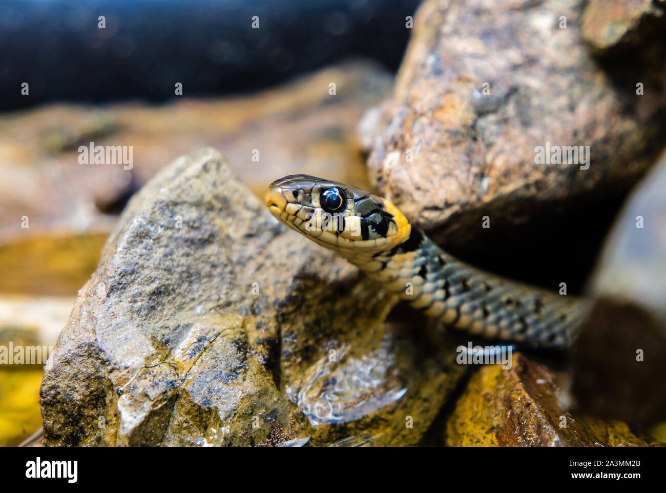 Grass Snake Animal Stock Photo - Alamy