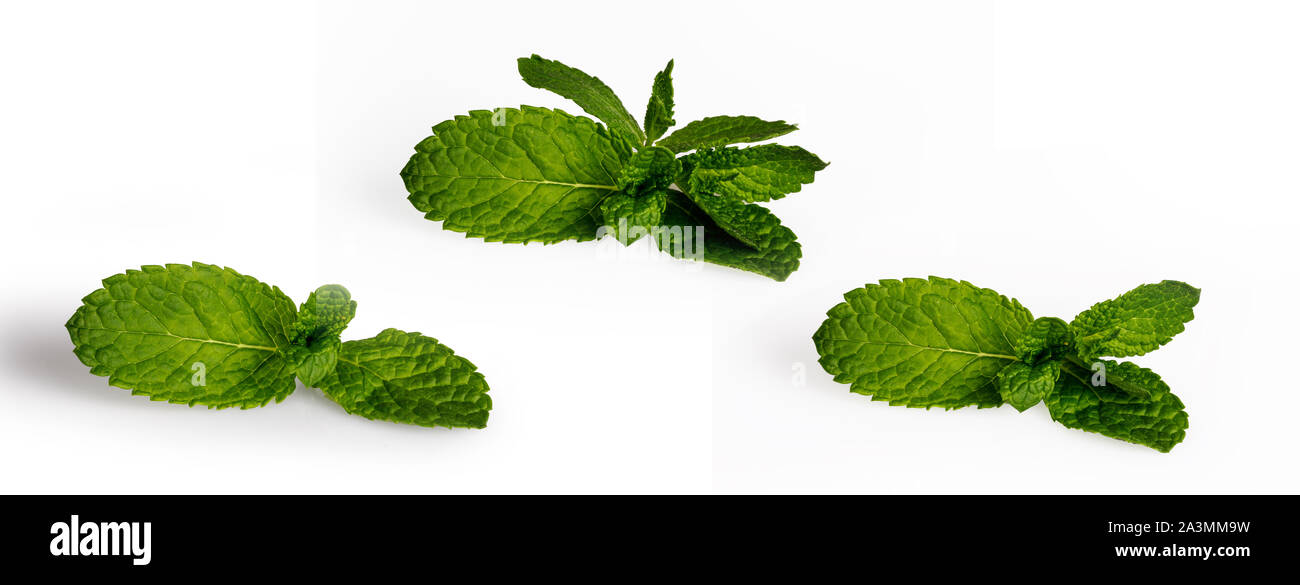 set of fresh mint leaves isolated on white background Stock Photo - Alamy