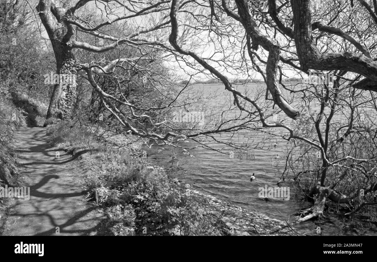 Lakeside path at Slapton Ley, a protected area for wildlife on the ...