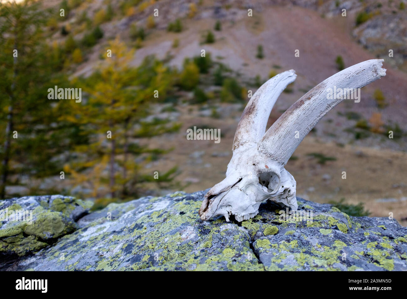 White Ibex skull layed on a rock with mountain as background in Valle d ...