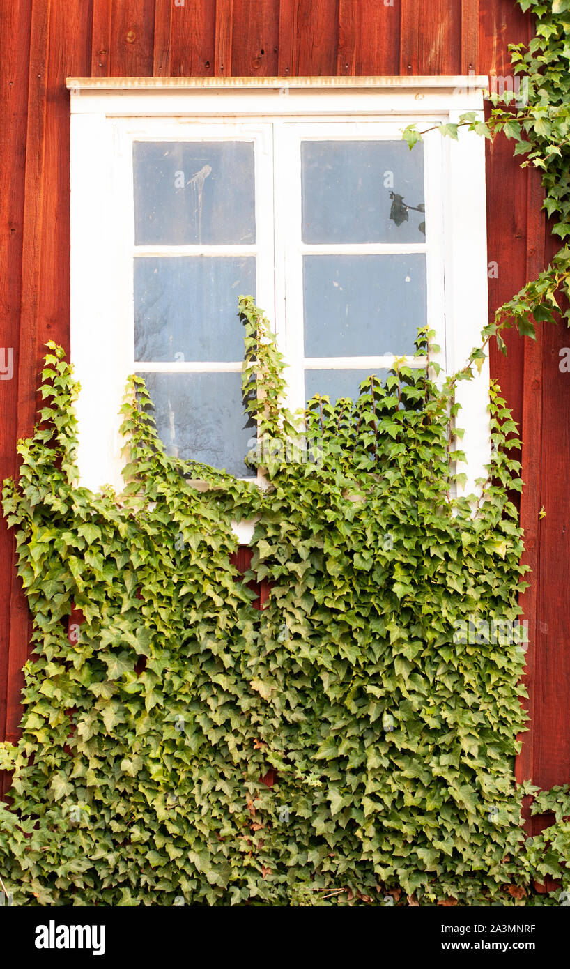 window covered in vine in sweden Stock Photo - Alamy