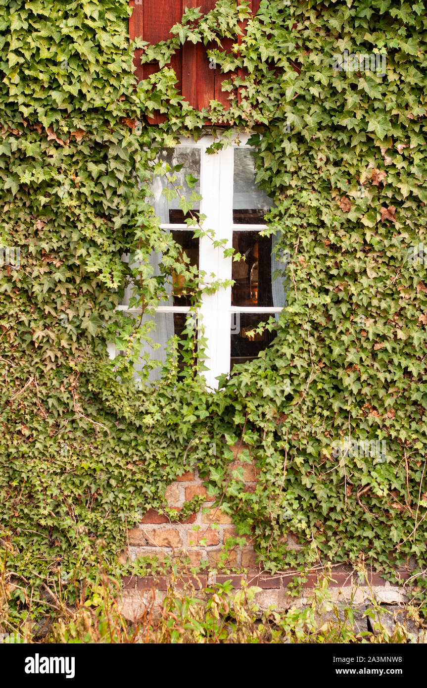 window covered in vine in sweden Stock Photo - Alamy