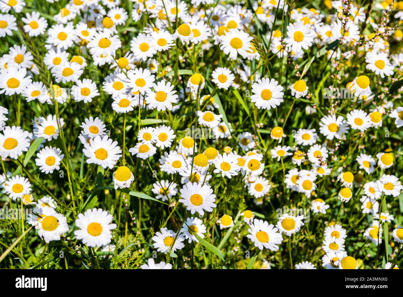 Daisy in summer field Stock Photo - Alamy