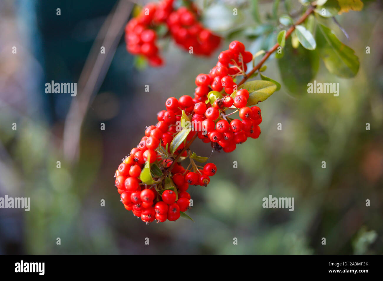Red berries on a Pyracantha or Firethorn bush Stock Photo - Alamy