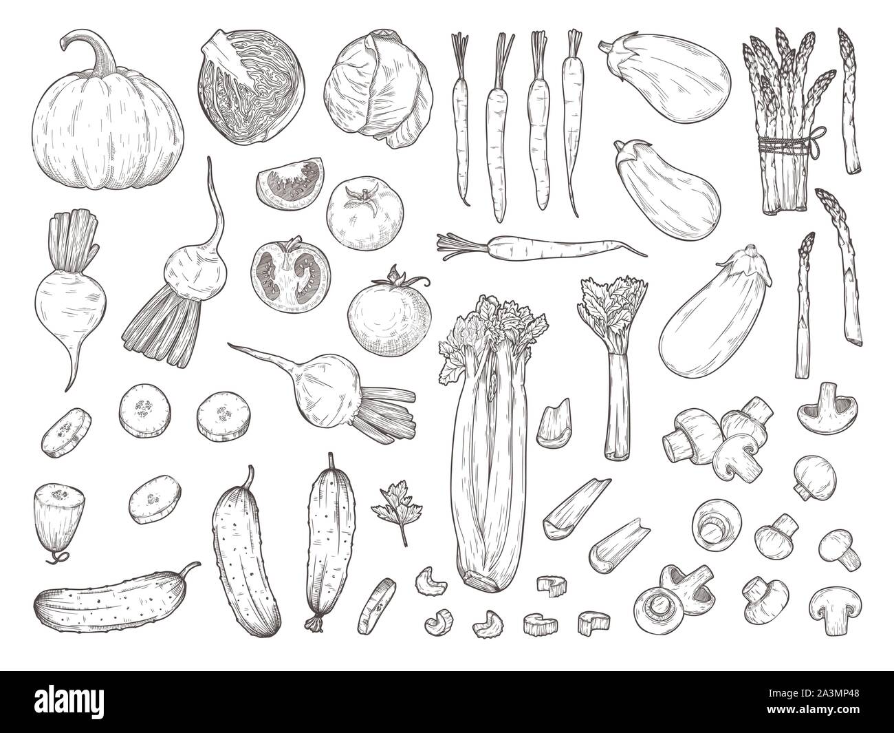 Sketch of different vegetables isolated on white background. Vector ...