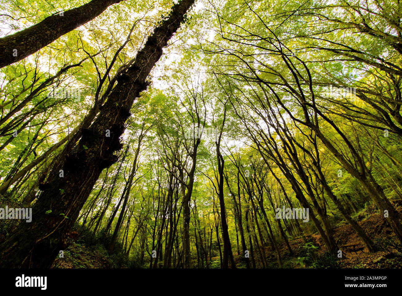 Trees from below in the forest Stock Photo - Alamy