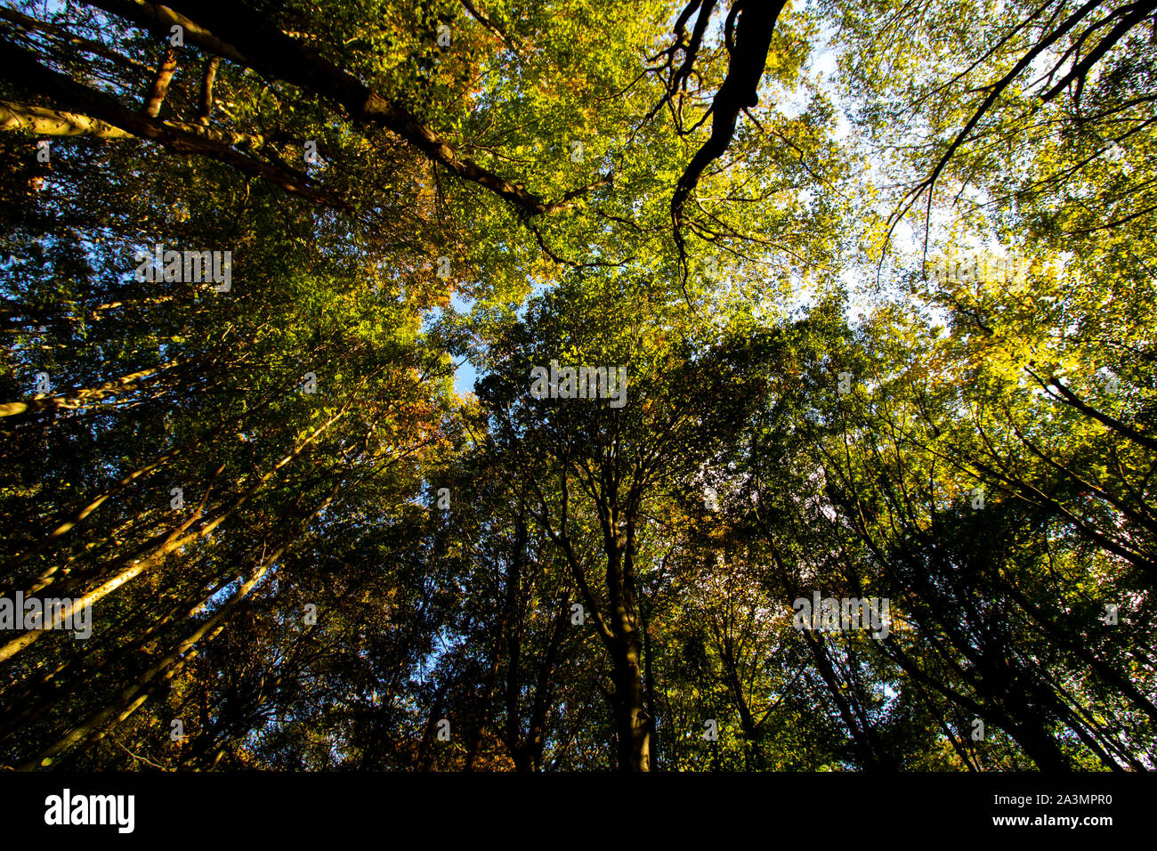 Trees from below in the forest Stock Photo - Alamy