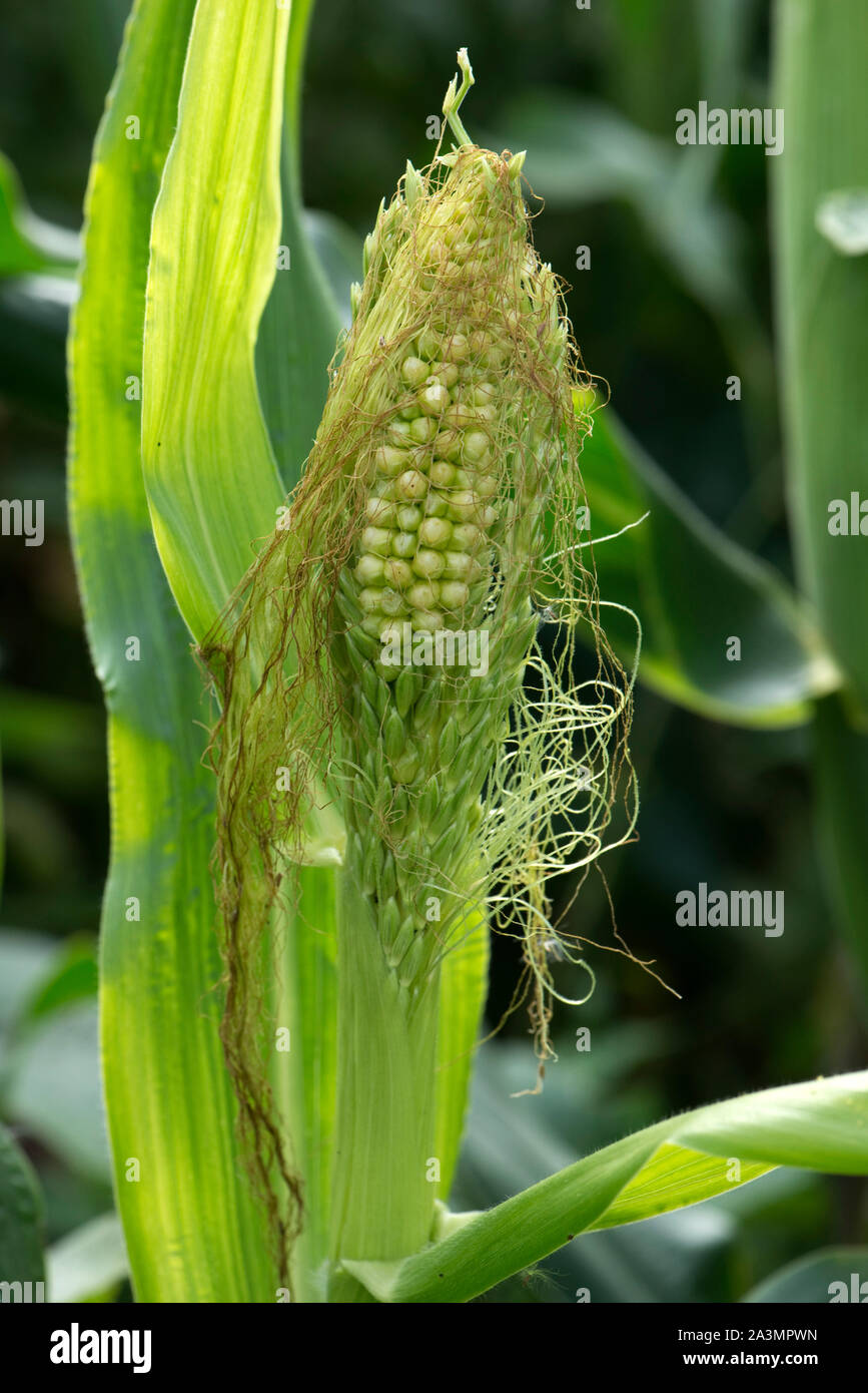 A Deformed Sweet Corn Tassel Ear That Has Produced Kernels Which Are Not Protected By A Husk