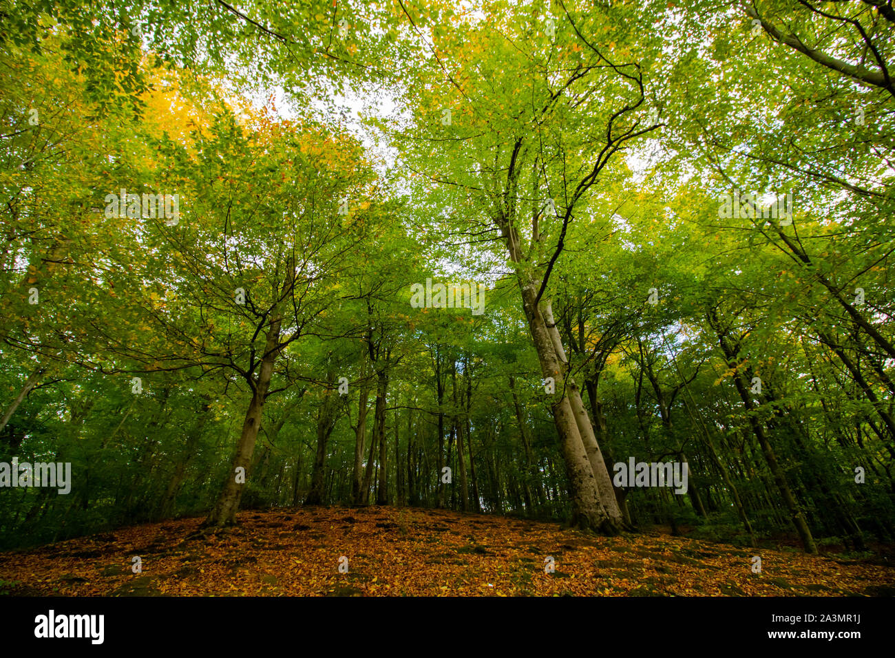 Forest scene from below at autumn Stock Photo - Alamy