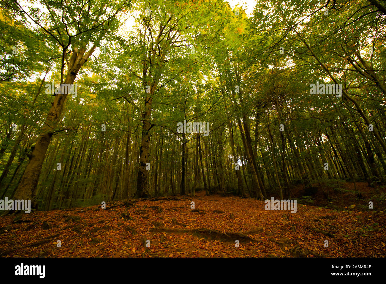 Forest scene from below at autumn Stock Photo - Alamy