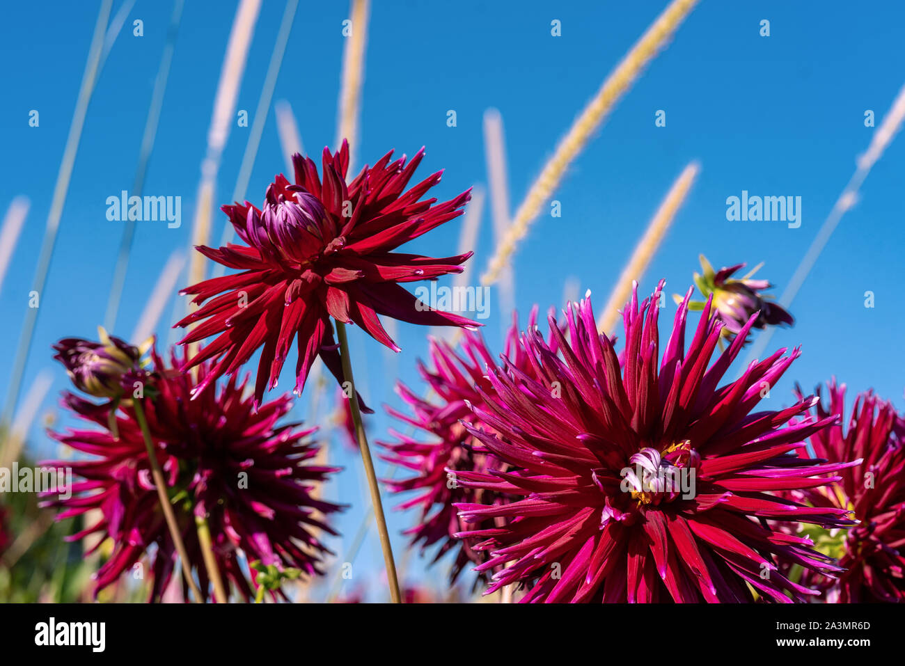 Detailed close up of beautiful Gerry Scott cactus dahlias flowers ...