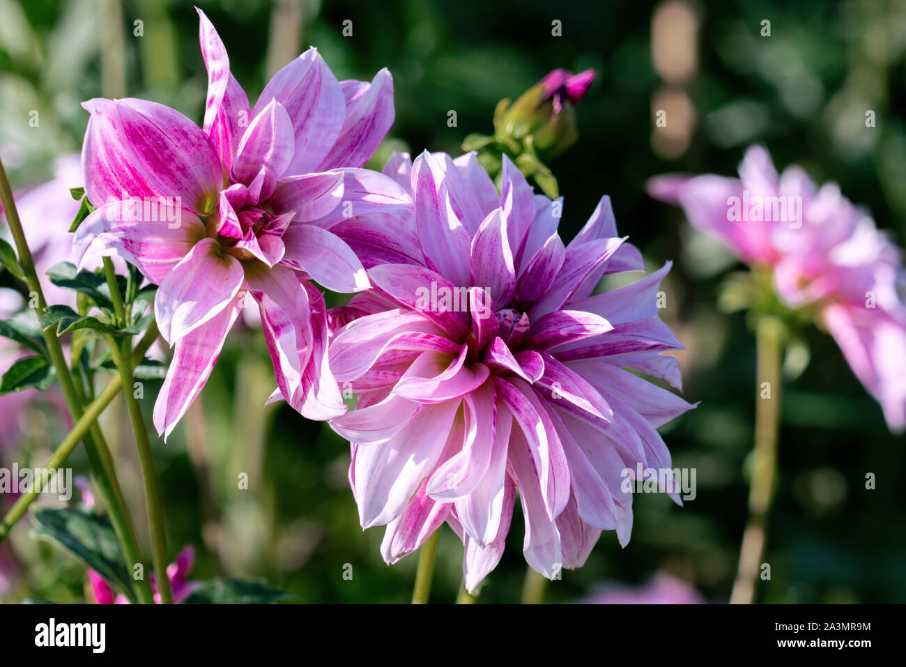 Detailed flowers hi-res stock photography and images - Alamy