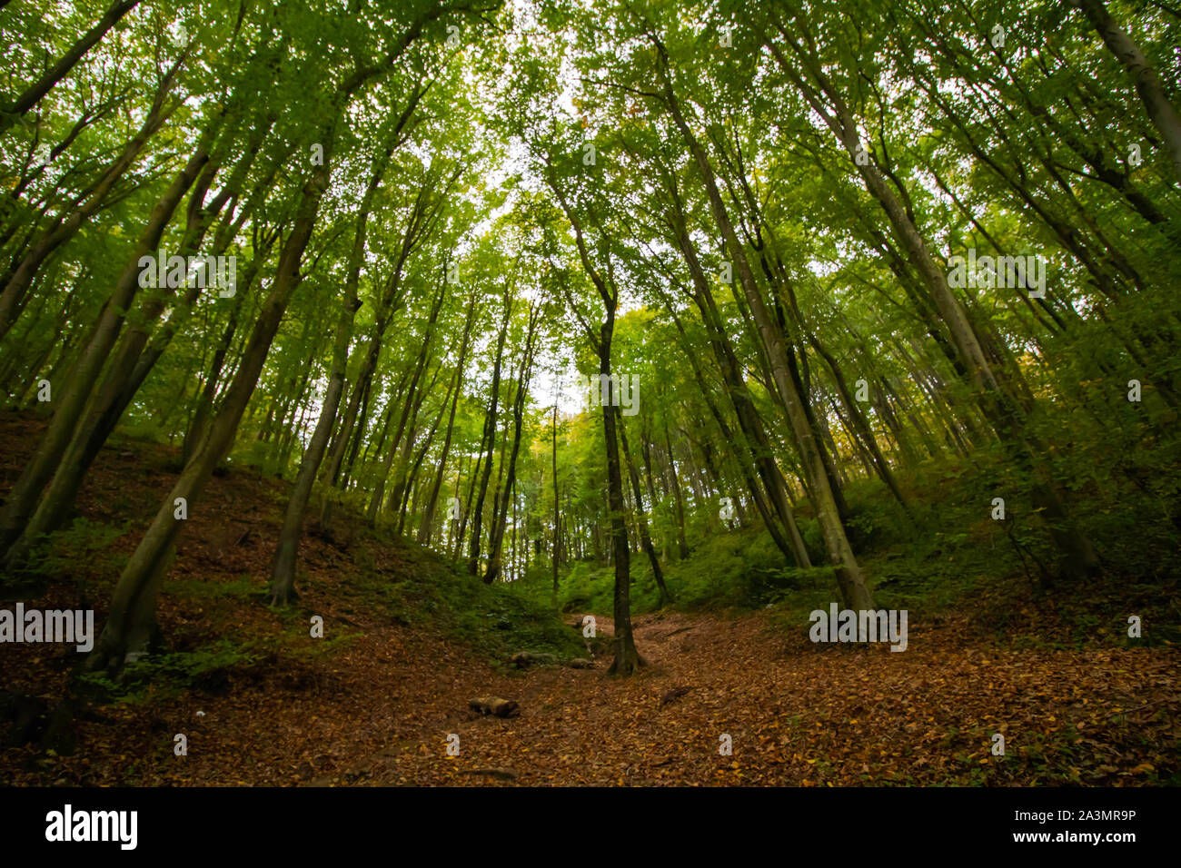Forest scene from below at autumn Stock Photo - Alamy