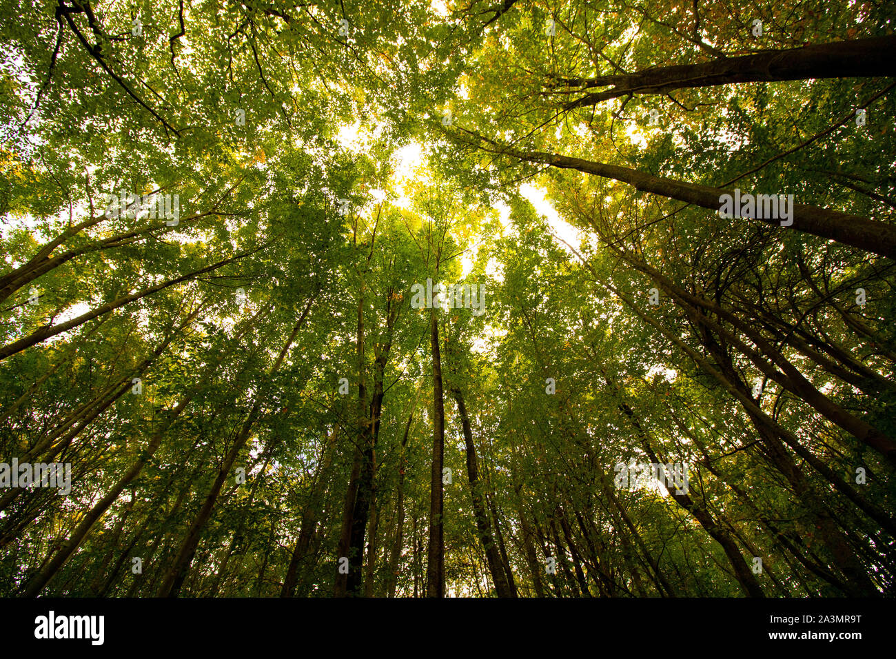 Forest scene from below at autumn Stock Photo - Alamy